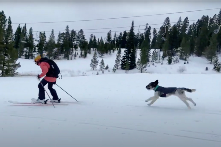 Backcountry Skiing With Dogs| Ruffwear | Ruffwear