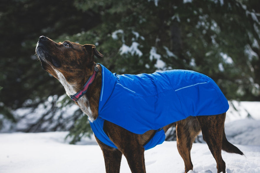 A Lineage of Performance Jackets for Dogs | Ruffwear