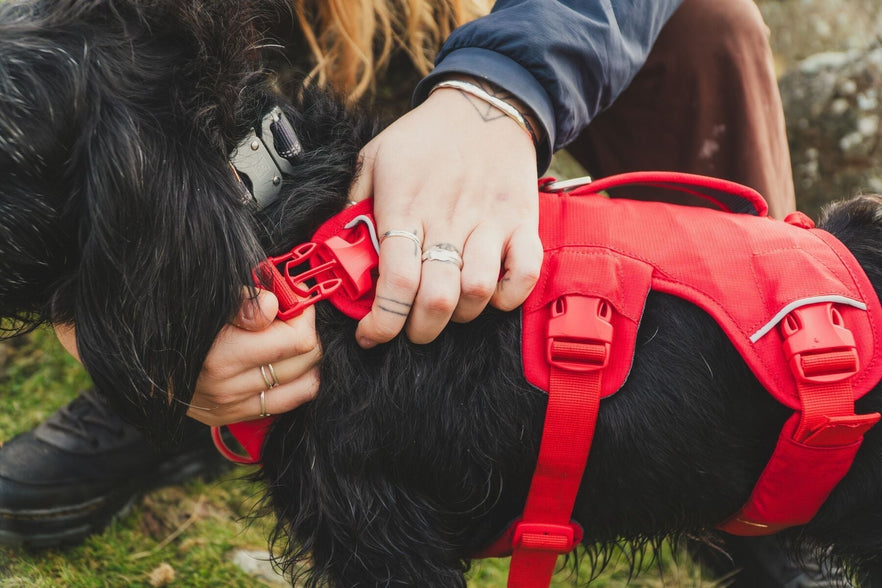 The Size is Right: How to Measure for Your Dog's Gear | Ruffwear