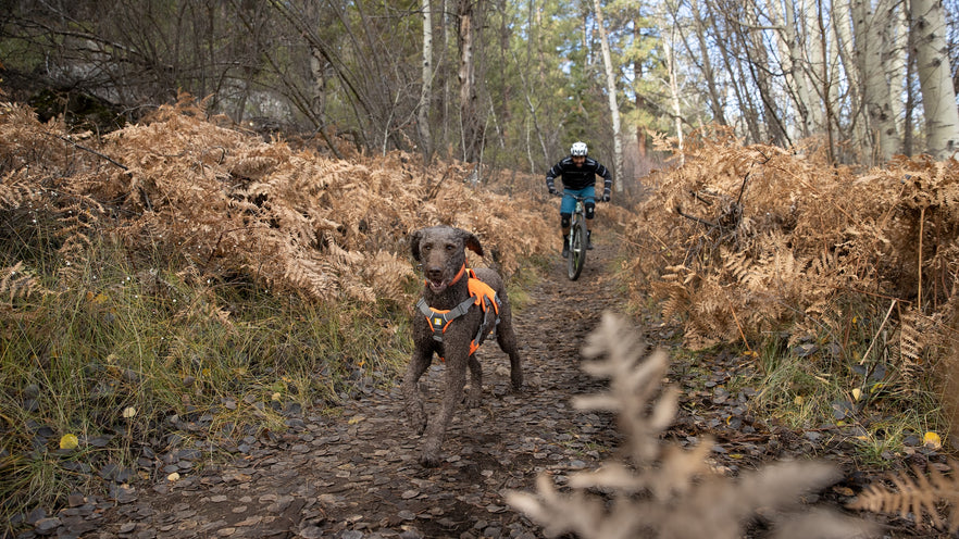 Fall Colors | Orange Dog Gear | Ruffwear